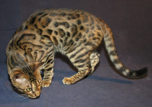 Golden Haze Bengal katte